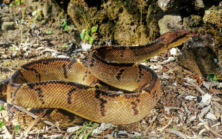 ¿Conoces los usos de Lachesis en la medicina homeopática? - Homeopatia ...