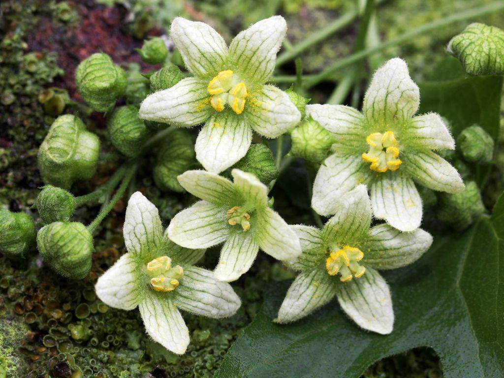 Para qué sirve Bryonia Alba en Homeopatía - Homeopatia Peruana