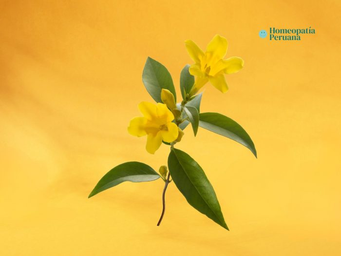 Gelsemium en Homeopatía: ¿Qué es y para qué sirve? - Homeopatia Peruana